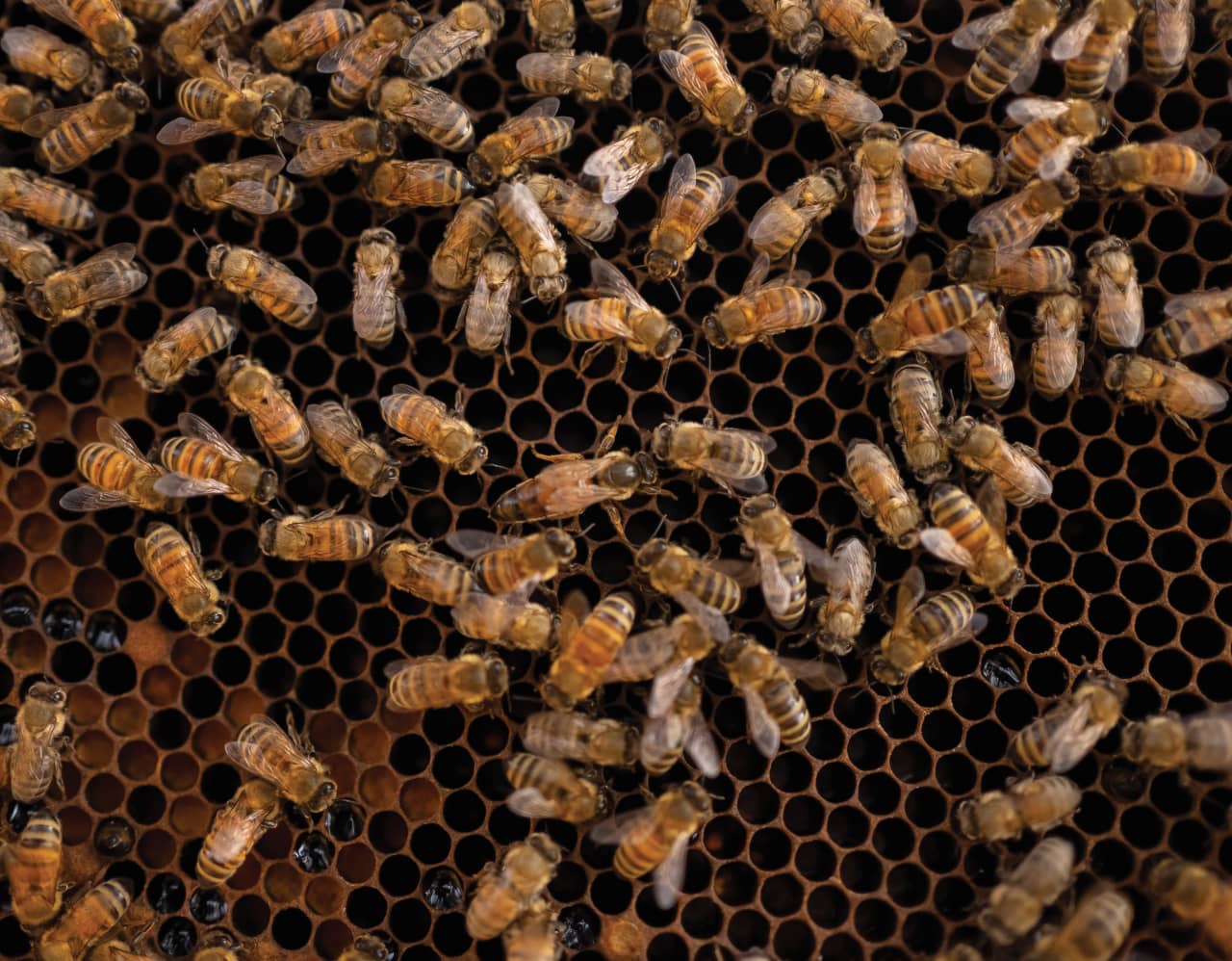 Things to do in the Riviera Maya | Maroma, A Belmond Hotel