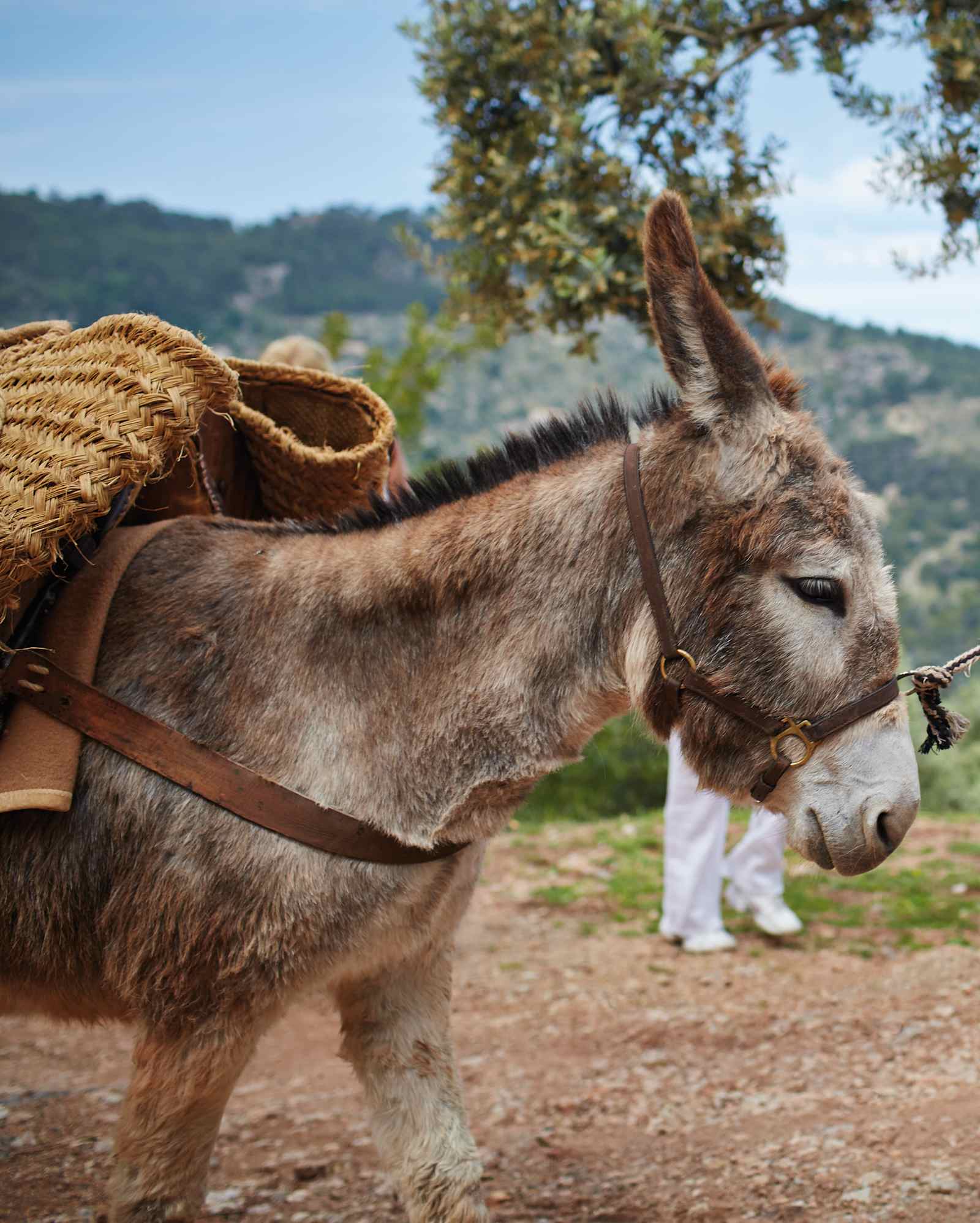 The Gardens of Belmond | Step outside and be enchanted