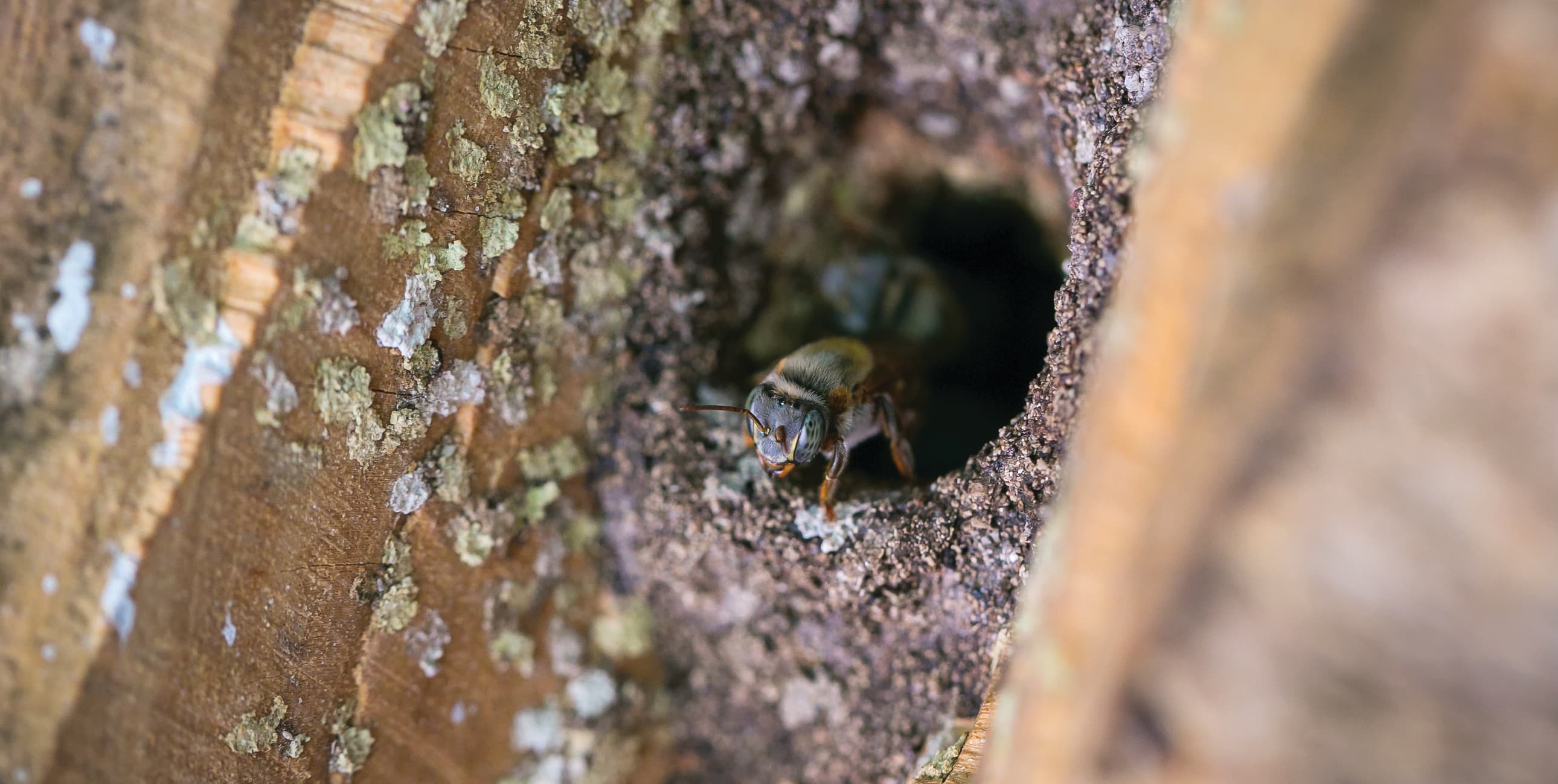 Mayan Buzz | Tracing the Legacy of Mexico's Stingless Bees