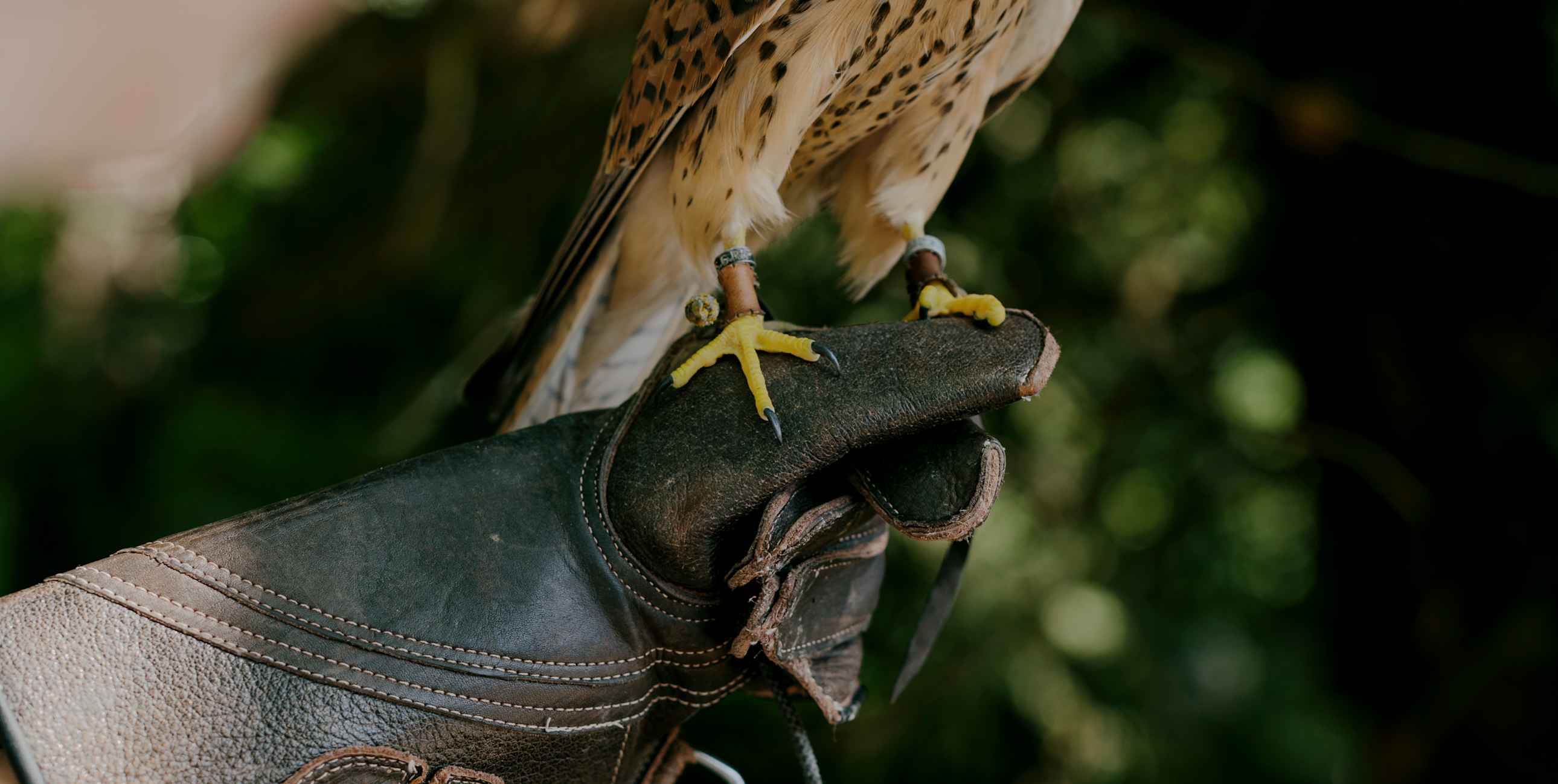 Meet Our Birds | Harry Potter Owl, Birds of Prey Experience