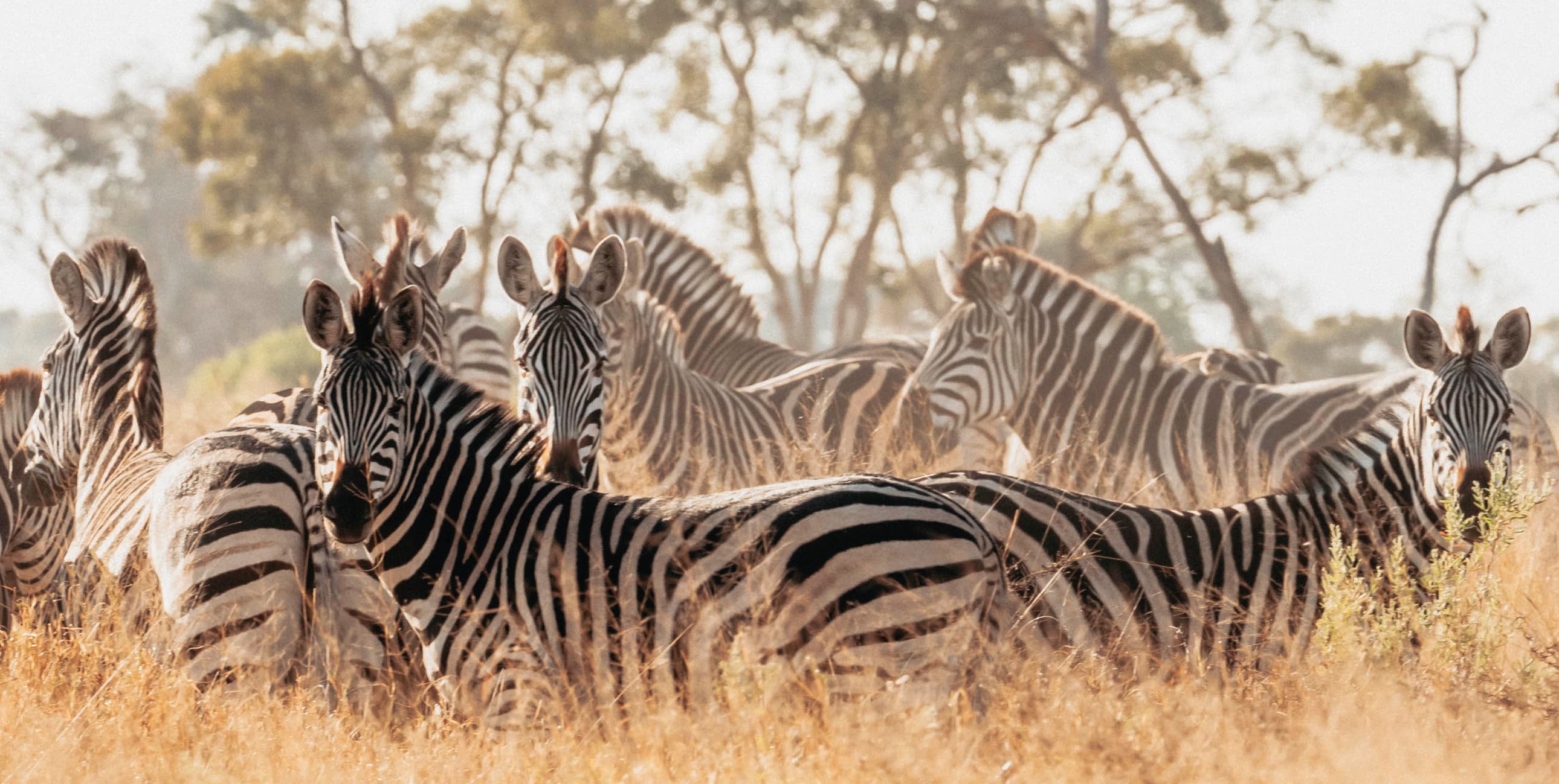 Belmond Safaris | Botswana Luxury Safaris
