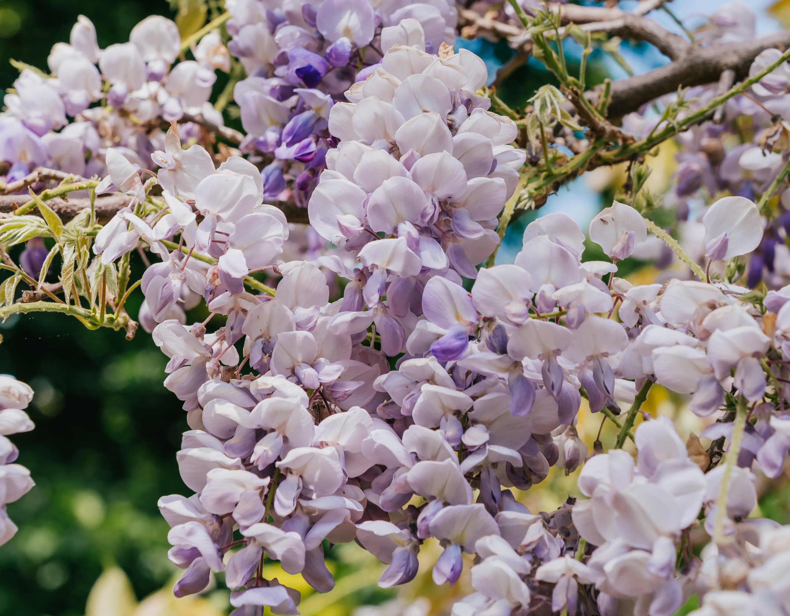 The LaLee, Chelsea | Afternoon Tea at Cadogan's