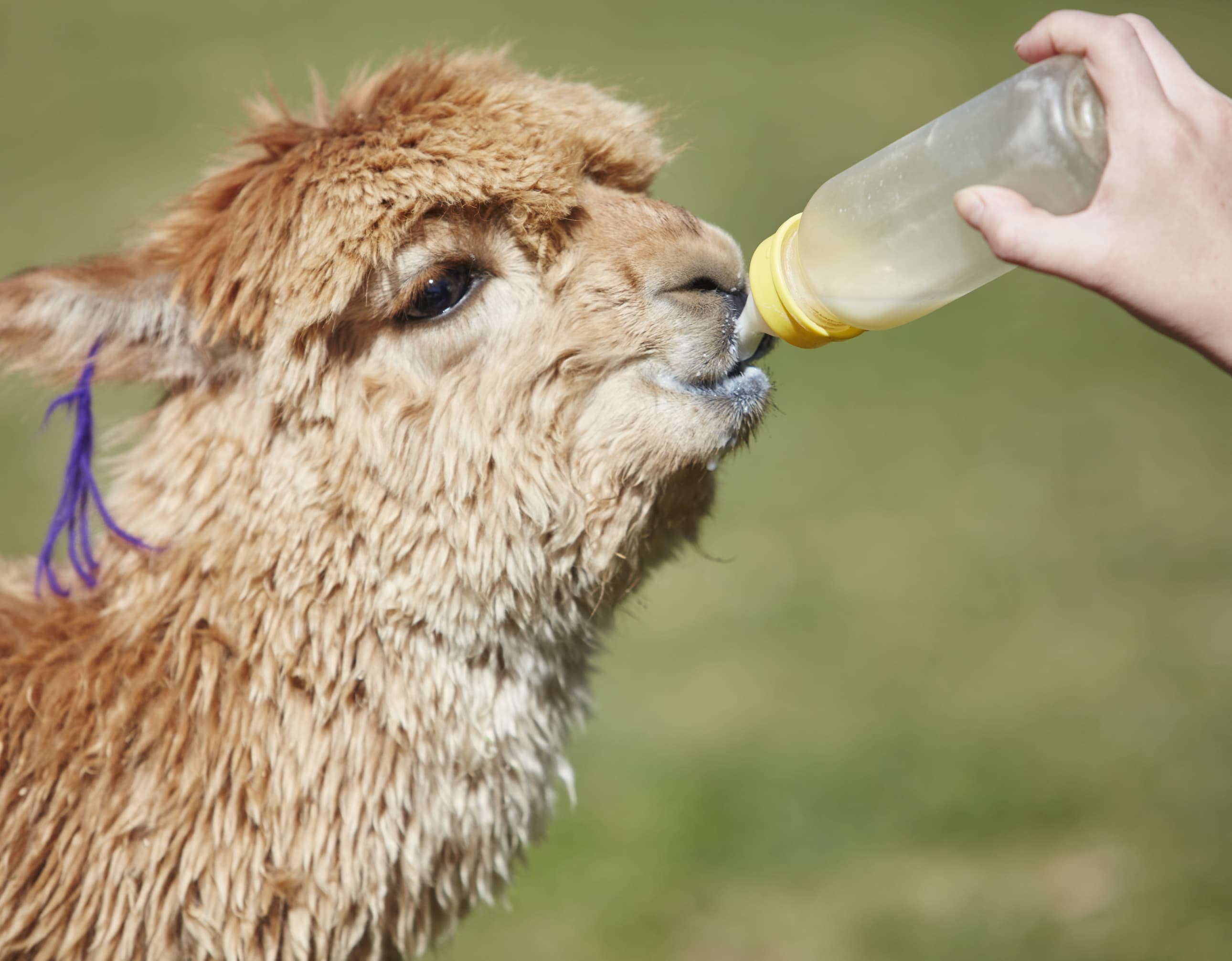 Things to do in Peru | Belmond Las Casitas