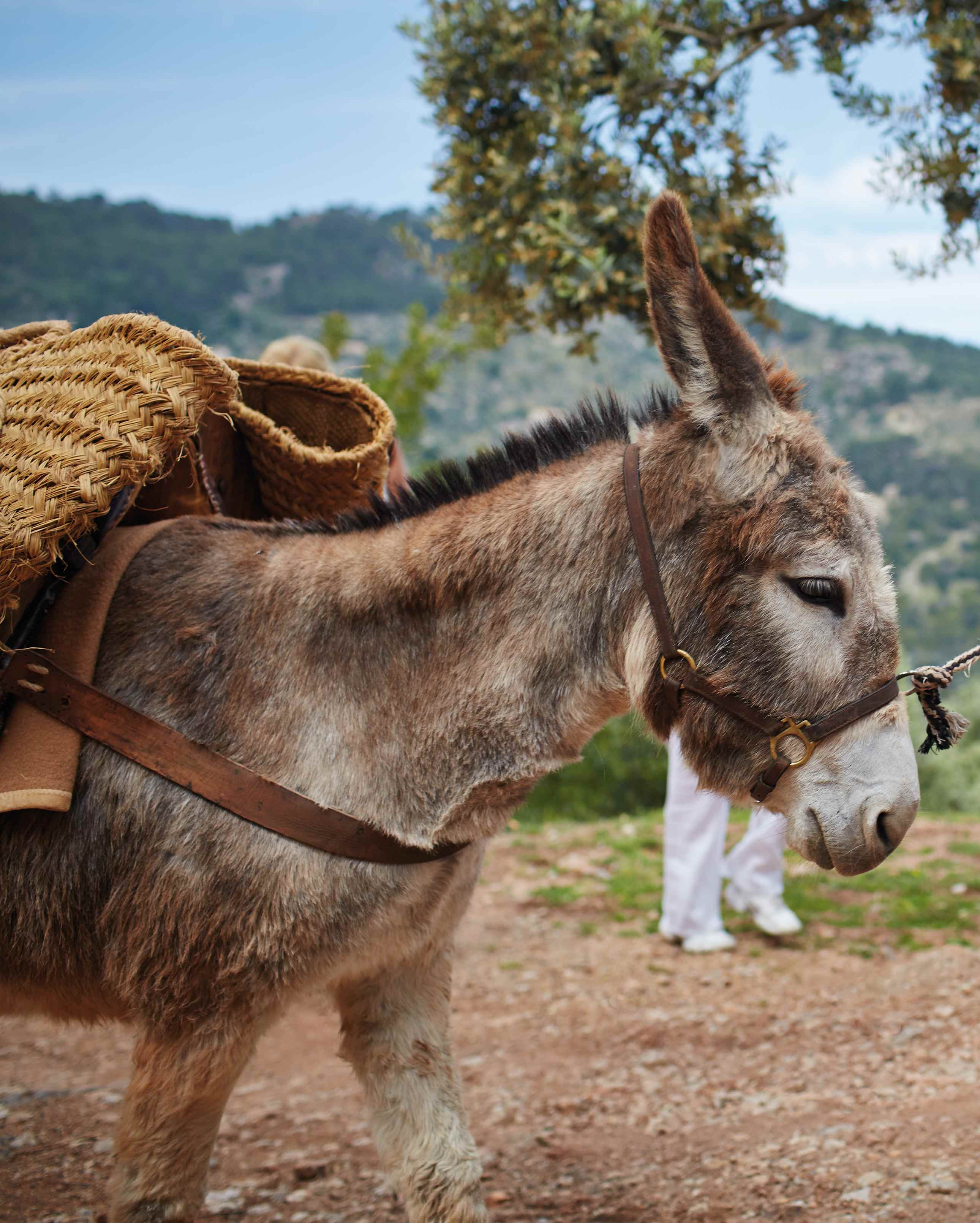 Things to do in Mallorca | Sightseeing in Spain